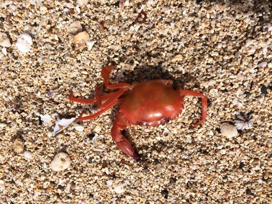 AKI’S BEACH - Updated January 2026 - 67 Photos & 18 Reviews - 84-719 ...