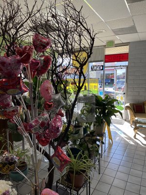 CAPRI FLOWERS - Updated August 2024 - 202 Photos & 117 Reviews - 1419 N ...