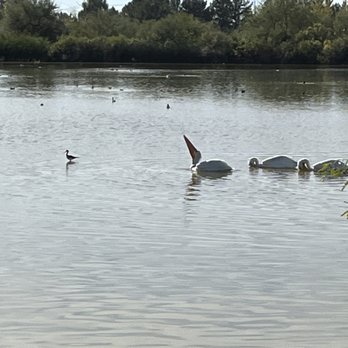 RIPARIAN PRESERVE AT WATER RANCH - 654 Photos & 231 Reviews - 2757 E ...