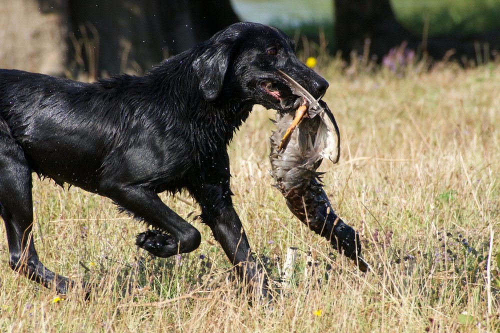 NOMADIC RETRIEVERS - Updated December 2025 - Bow, Washington - Pet ...