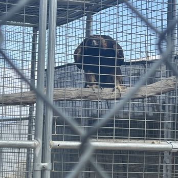 FOREVER WILD EXOTIC ANIMAL SANCTUARY - Updated August 2024 - 585 Photos ...