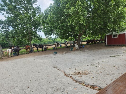 WILD ROSE EQUINE CENTER - 45 Photos & 21 Reviews - 17105 Old Pike Rd ...