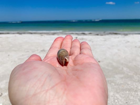 SHELL KEY SHUTTLE - Updated June 2024 - 81 Photos & 37 Reviews - 801 ...