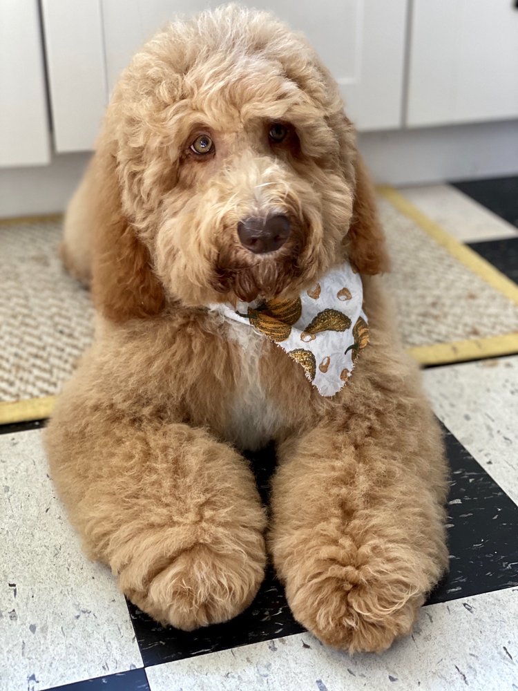 RUFF CUTS - Updated September 2024 - 41 Photos & 24 Reviews - Seattle ...