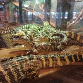 GATOR BEACH - Updated July 2025 - 132 Photos & 63 Reviews - 20001 ...