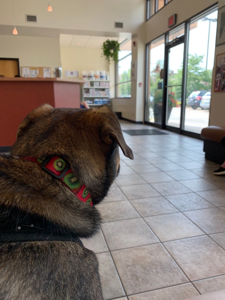 RIVER FOREST ANIMAL HOSPITAL - 18 Photos & 77 Reviews - 7515 Lake St ...