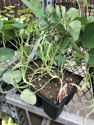 THE ROOT SELLER - Updated July 2024 - 16735 Zaychuk Road, Edmonton ...