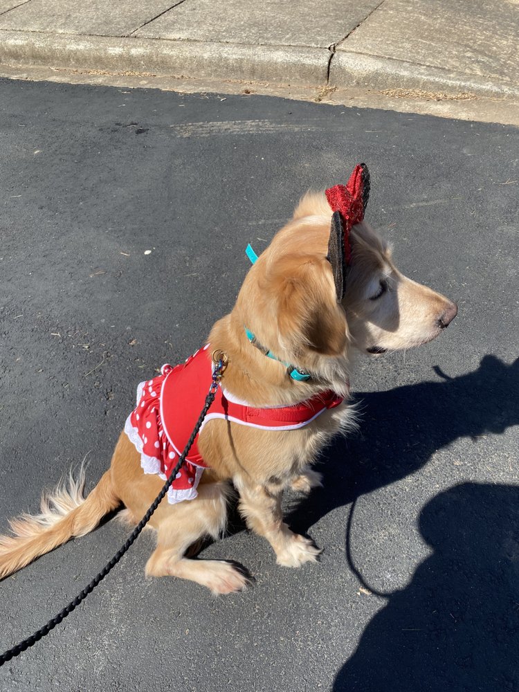 LIMITLESS FREEDOM DOGS - Updated April 2026 - Waxhaw, North Carolina ...