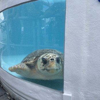 LOGGERHEAD MARINELIFE CENTER - Updated October 2025 - 795 Photos & 260 ...