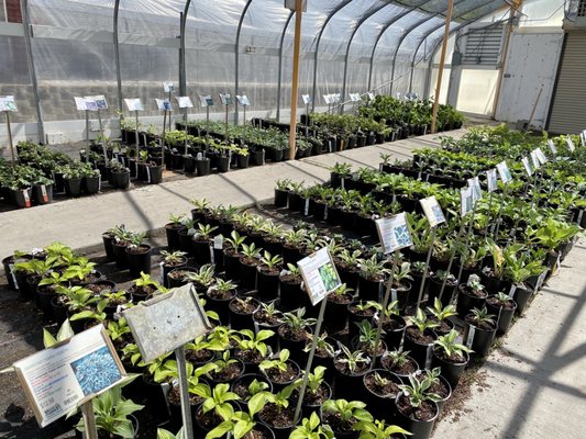 VALLEY NURSERY - Updated September 2025 - 48 Photos & 31 Reviews - 6484 ...