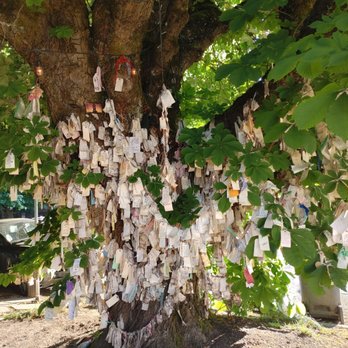 THE WISHING TREE - Updated December 2025 - 54 Photos & 12 Reviews ...