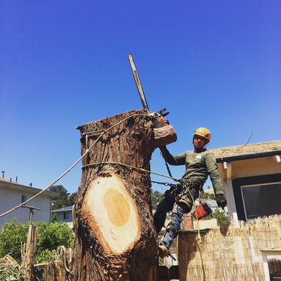 CBC TREE SERVICES INC - 240 Photos & 68 Reviews - Walnut Creek ...