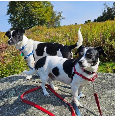 FOR THE LOVE OF DOGS VERMONT - Updated December 2025 - PO Box 1112 ...