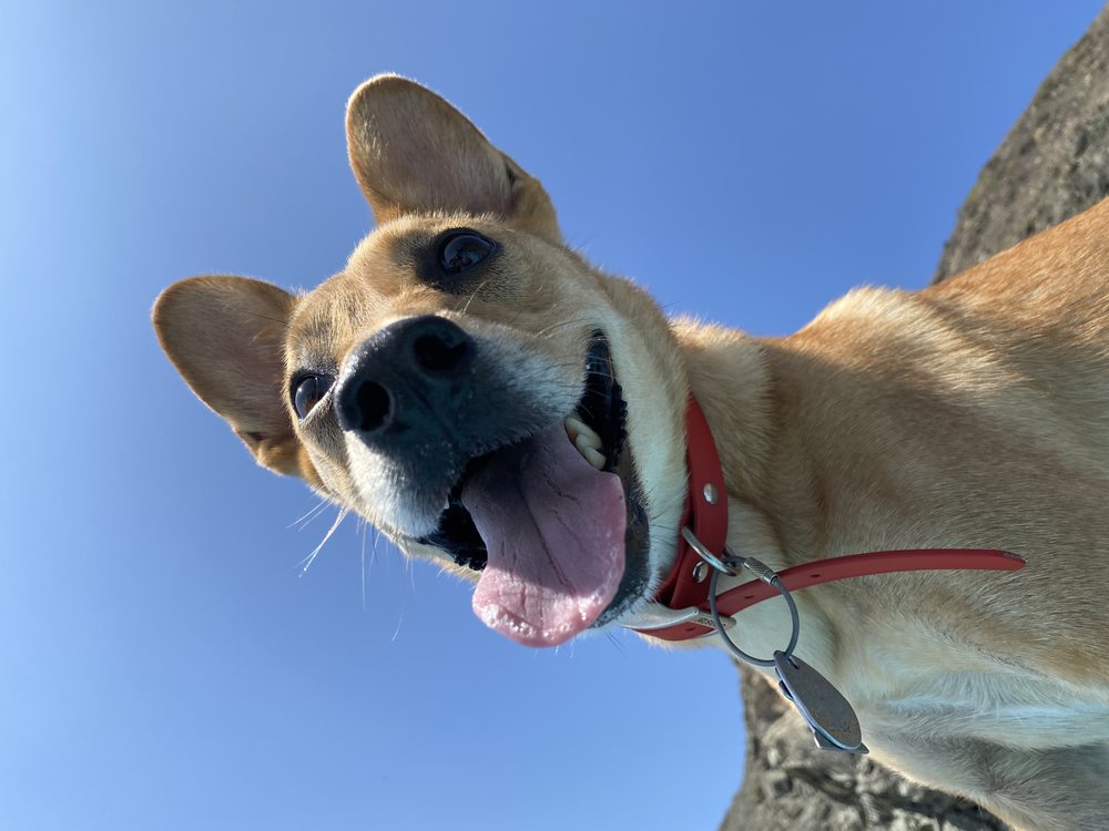 DOROTHY MANDEL PHD - 1144 Sonoma Ave, Santa Rosa, California ...