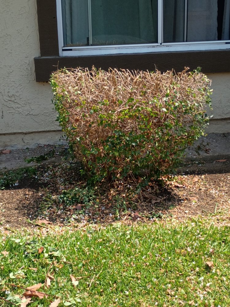 ANDRE LANDSCAPE SERVICE - Updated January 2026 - 26 Photos & 41 Reviews ...