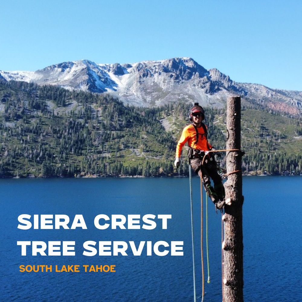 SIERRA CREST TREE SERVICE - Updated December 2025 - 22 Photos & 15 ...