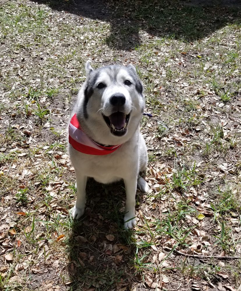 WEEKI WACHEE WAGGERS - Updated June 2026 - Request a Quote - 3211 ...