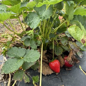 SWEET BERRY FARM - Updated October 2024 - 224 Photos & 174 Reviews ...