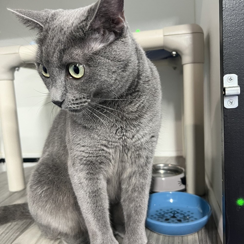 Chartreux Cat Breeders In Washington
