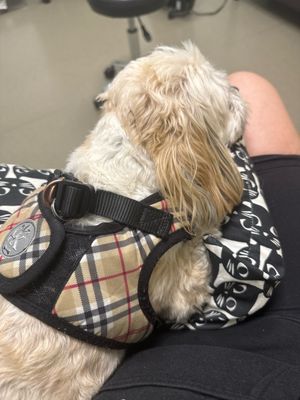 THE REGIONAL VETERINARY REFERRAL CENTER - Updated December 2025 - 28 ...