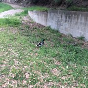 TRASK SCOUT RESERVATION - 60 Photos - 1100 N Canyon Blvd, Monrovia, CA ...