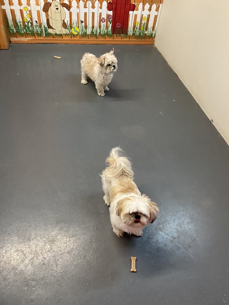 FORNEY PET SPA - Updated June 2025 - 27 Photos & 21 Reviews - 10308 US ...