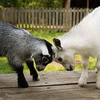 FORT RICKEY DISCOVERY ZOO - Updated November 2025 - 35 Photos & 10 ...