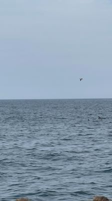 OC ROCKET - Updated December 2025 - 18 Photos & 33 Reviews - 312 Talbot ...