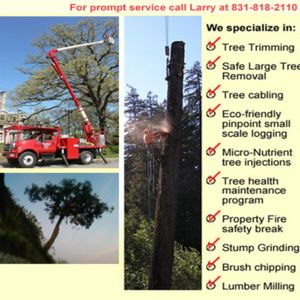 LEWIS TREE SERVICE - Updated September 2025 - 78 Photos & 61 Reviews ...
