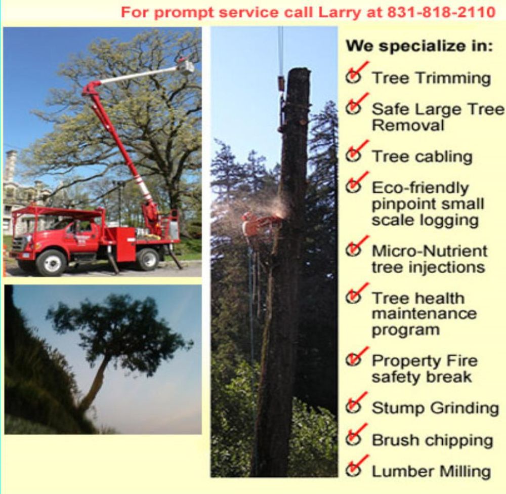 SANTA CRUZ TREE SERVICE - Updated July 2025 - 13 Photos & 17 Reviews ...