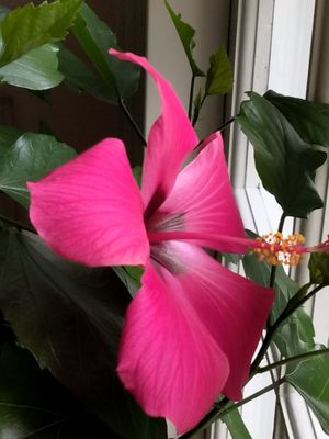 ROCKY ROCOCO PIZZA & PASTA - Updated October 2025 - 36 Photos & 90 ...