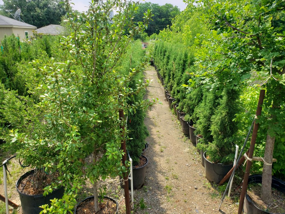 WIZARD TREE FARM - Updated June 2025 - 1300 California Crossing Rd ...