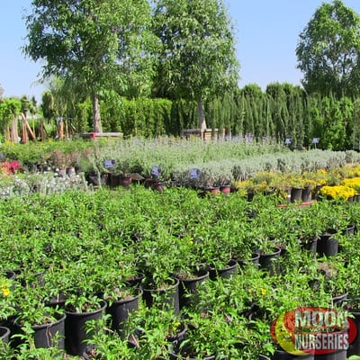 MOON VALLEY NURSERIES - Updated October 2025 - 429 Photos & 474 Reviews - 7375 Tule Springs Rd ...