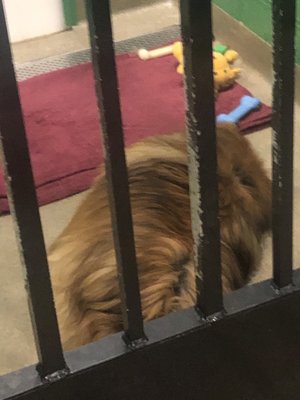 HELPING HOUNDS DOG RESCUE - Updated January 2026 - 16 Photos & 30 ...