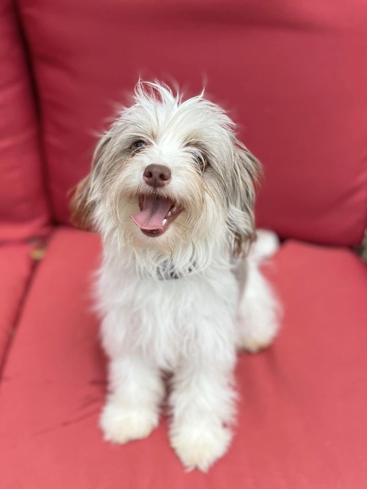 AJK FAMILY RESCUE - Updated May 2026 - 21 Photos - Austin, Texas ...