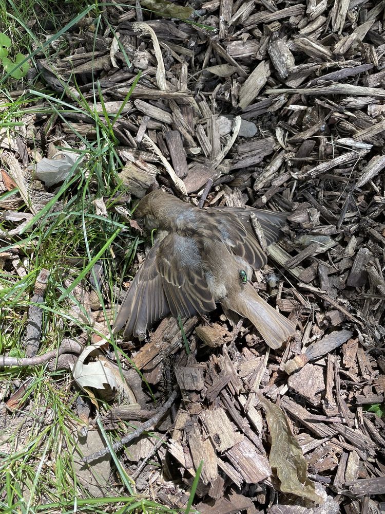 FOX PEST CONTROL - ROCHESTER - Updated October 2025 - 12 Photos & 60 ...