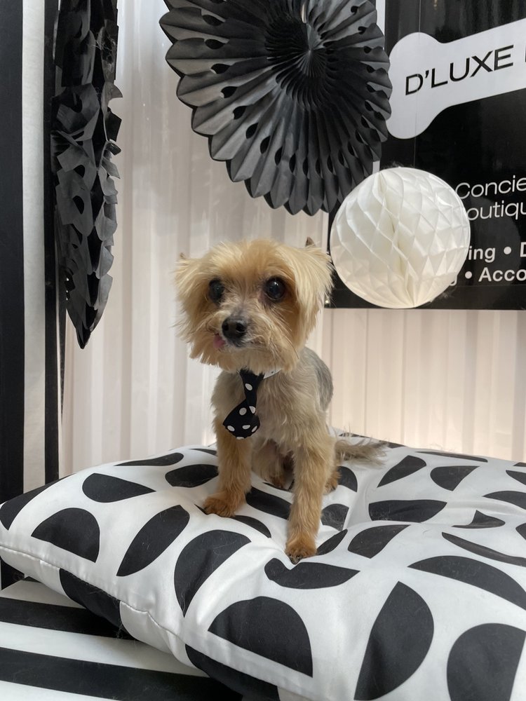 D’LUXE DOG PET CONCIERGE & BOUTIQUE - Updated August 2025 - 66 Photos ...