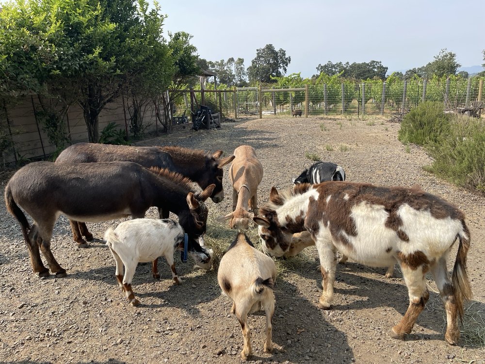 TWO SHEPHERDS WINERY - Updated December 2025 - 23 Photos & 20 Reviews ...