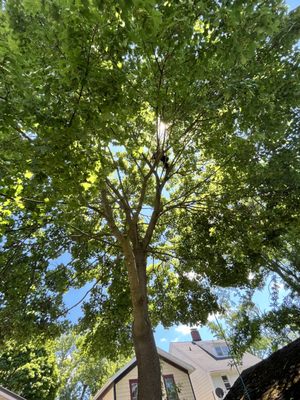 MURPHYS TREE - Updated September 2025 - 70 Photos - Burt, New York ...