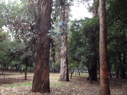 PARQUE GANDHI - Updated October 2025 - Bosque de Chapultepec, México, D ...
