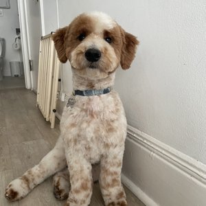 THE DOG BARBER - 137 Photos & 211 Reviews - 1903 Market St, San ...