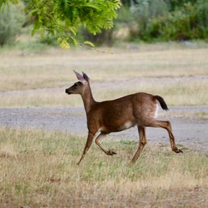 TRINITY ALPS RESORT - Updated August 2025 - 32 Photos & 14 Reviews ...