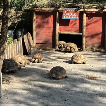 CROC ENCOUNTERS - Updated December 2025 - 316 Photos & 154 Reviews ...