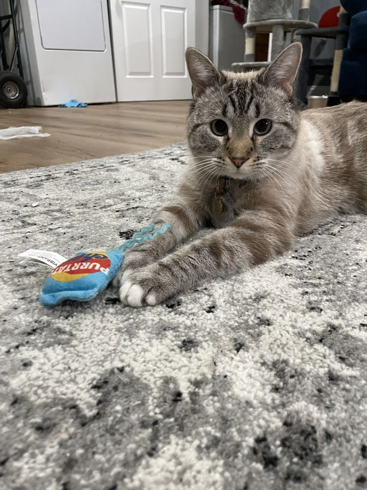 PETRONE LOCKSMITH - Updated September 2025 - Chesterfield, Virginia ...