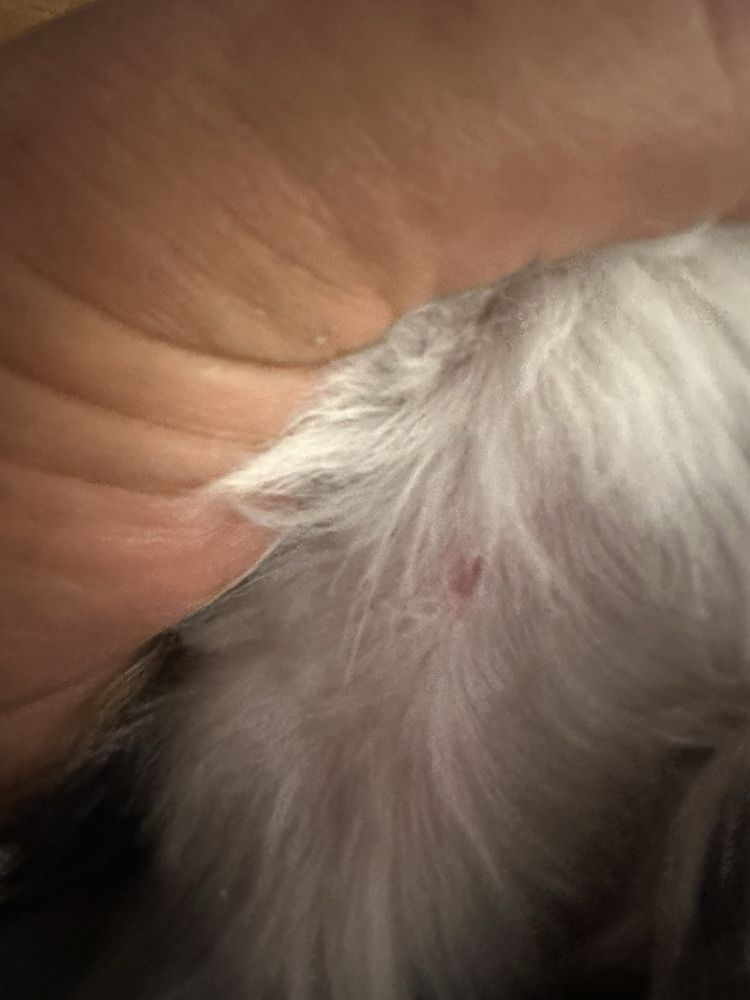 DELTA ANIMAL HOSPITAL - Updated January 2026 - 34 Photos & 170 Reviews ...