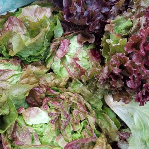 LAYMAN FAMILY FARMS - Updated October 2025 - 56 Photos & 11 Reviews ...