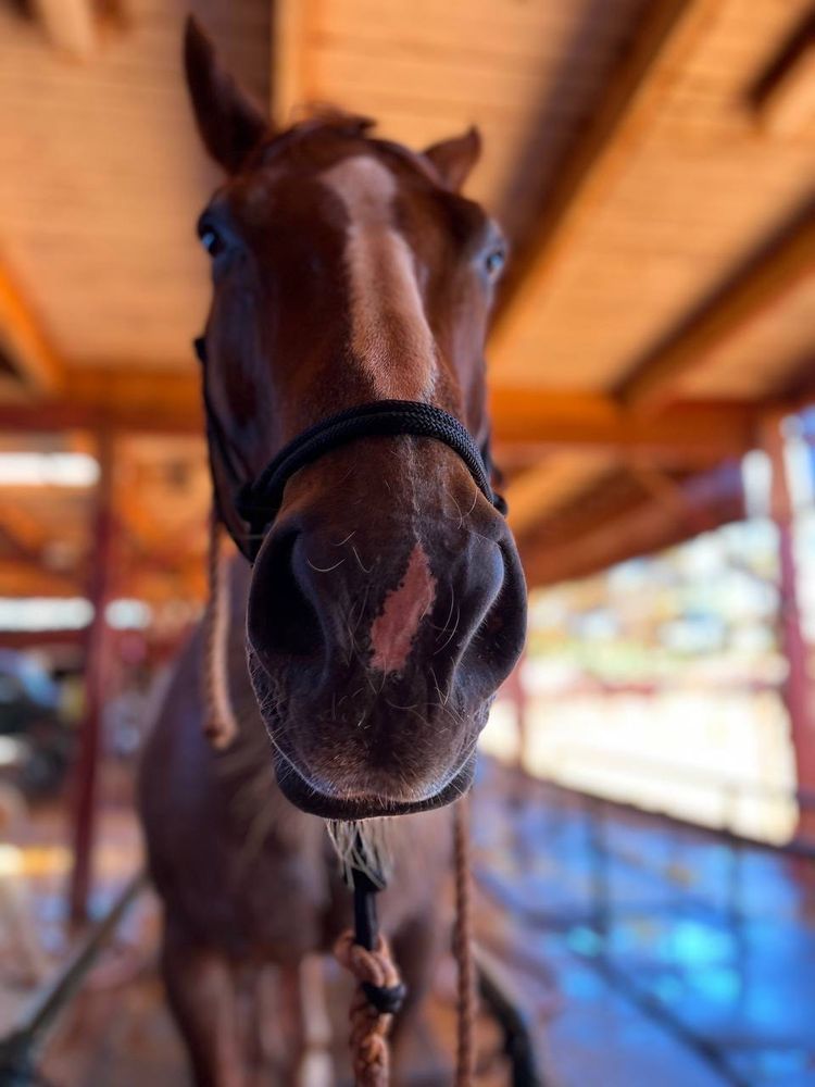 CJM STABLES - Updated September 2024 - 457 Photos & 316 Reviews - Koloa ...