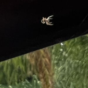 DEL FRISCO’S GRILLE - 716 Photos & 443 Reviews - Food near Tampa, FL - Yelp