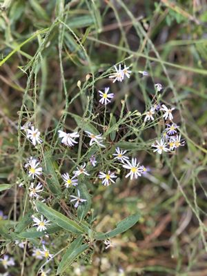 CREW CORKSCREW MARSH TRAILS - Updated January 2025 - 57 Photos - 4600 ...