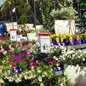 FLOWER POWER GARDEN CENTRE TAREN POINT - Updated October 2025 - Taren ...